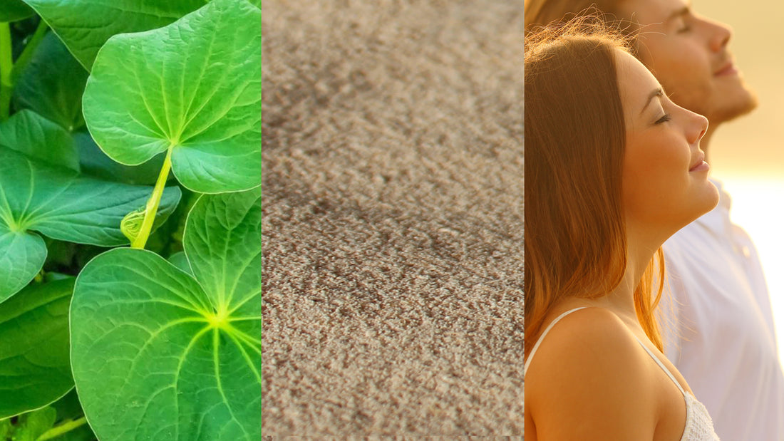 Vanuata Noble Kava Buy Premium Quality Kava Online Vanuatu Noble Kava